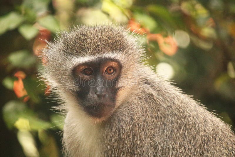 Face of a vervet monkey stock image. Image of beauty - 134364723