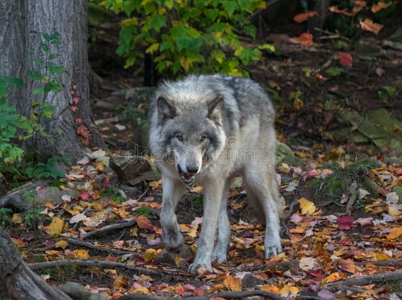 Face View of Angry Wolf in Autumn Forest Stock Photo - Image of teeth ...