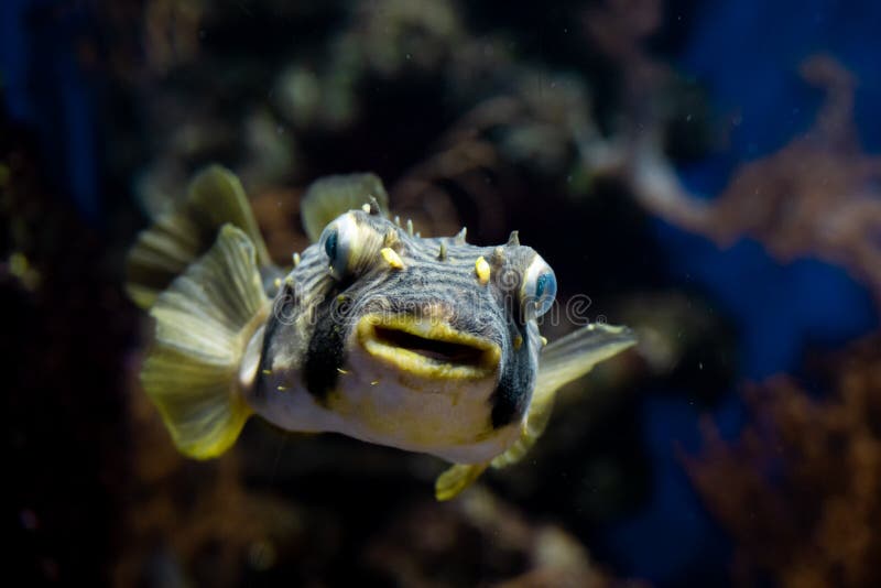 Face View of a Pufferfish in an Aquarium Stock Image - Image of ...