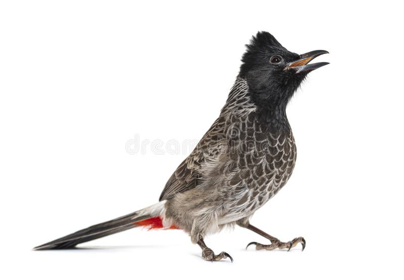 Face View of a Red-vented Bulbul Tweeting, Pycnonotus Cafer, Iso Stock ...