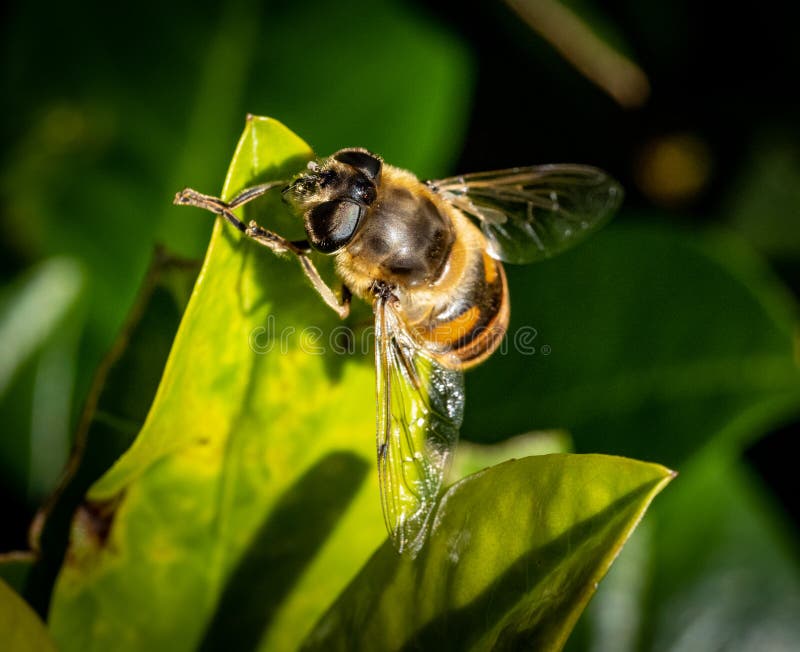 Face Washing Yellow Tailed Hoverfly In The Garden Stock Photo - Image ...