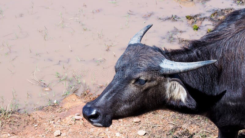 Face of Water Buffalo, Pet of Farmer Stock Image - Image of herd ...