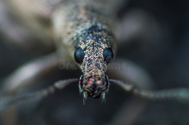 Face of Weevil Beetle in Macro Stock Photo - Image of macro, texture ...