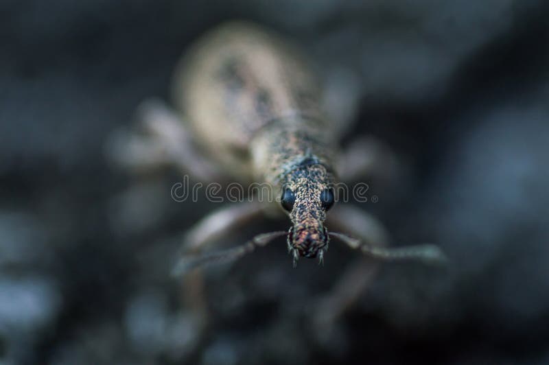 Face of Weevil Beetle in Macro Stock Image - Image of face, weevil ...