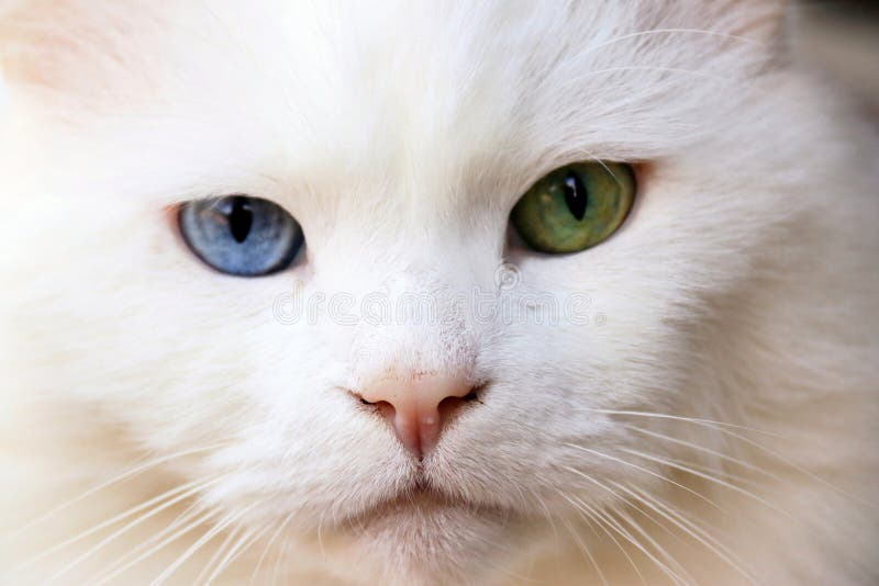 Face of a White Cat with Two Colours Eyes Stock Photo - Image of ...