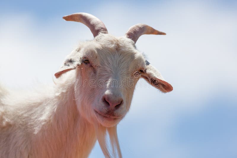 Closeup Goat Face stock image. Image of clear, farm - 140758653