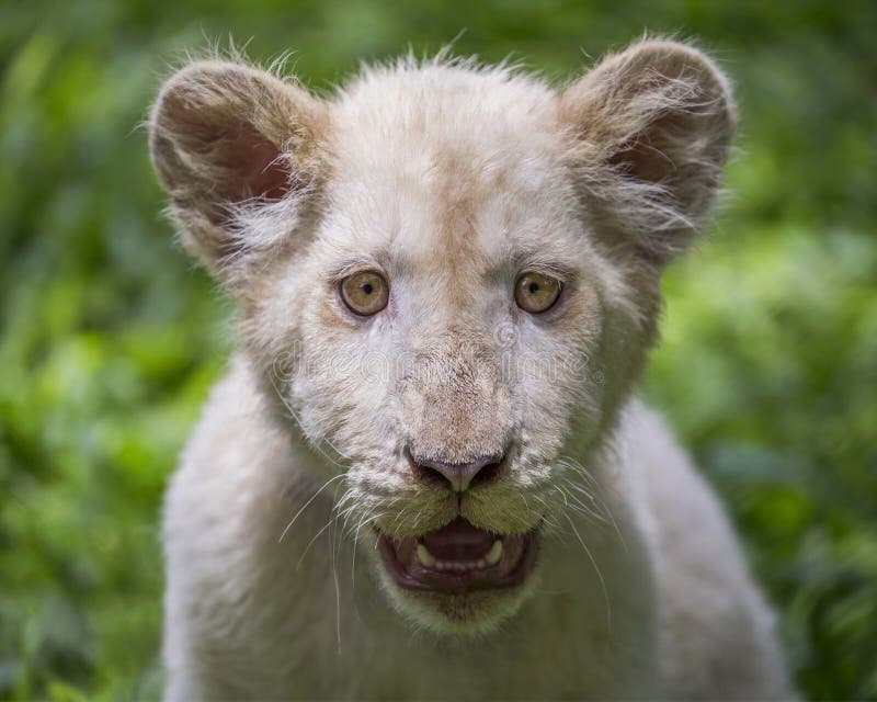 Face of a white lion cub. stock photo. Image of young - 297890746