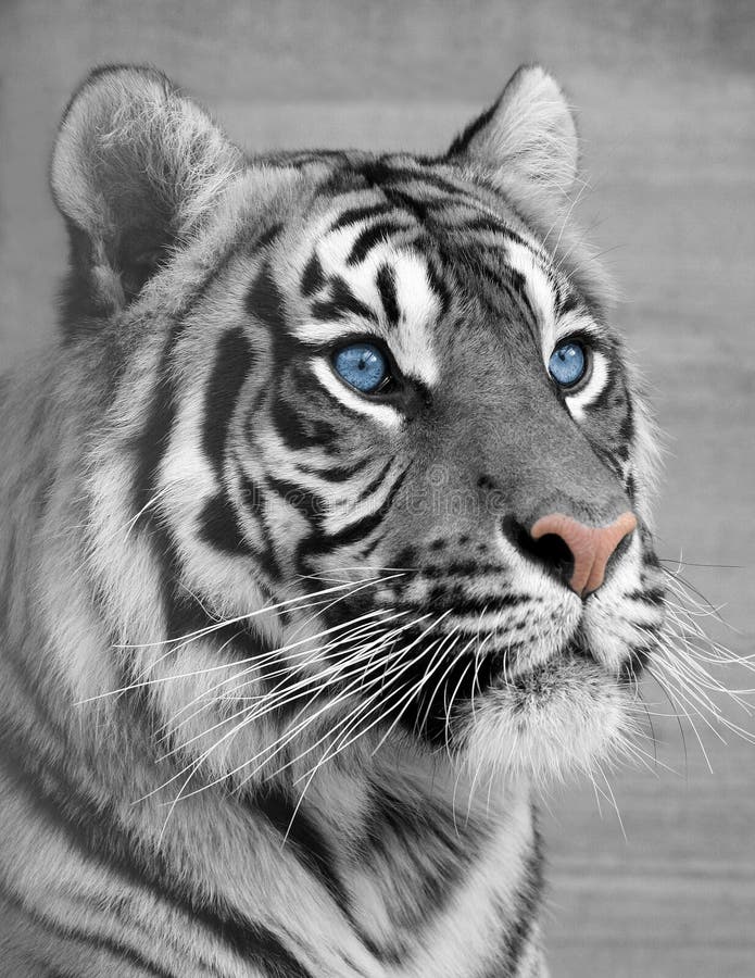 Real White Tiger Face