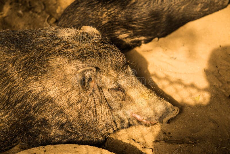 Face of wild boar stock image. Image of farm, animal - 260893047