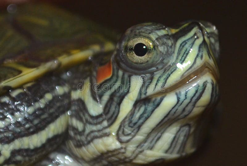 The Face of a Wild Turtle in the Tropics Stock Image - Image of wild ...