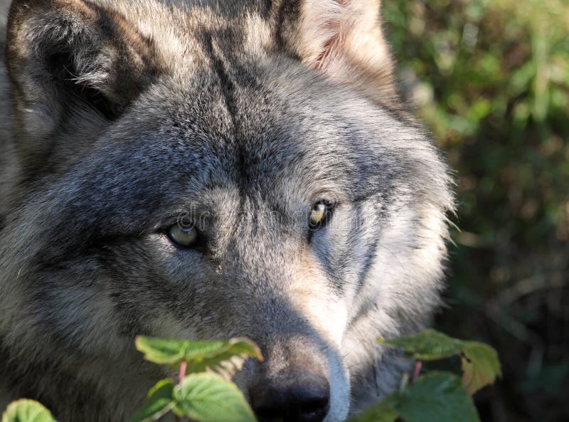 Face of wolf stock photo. Image of timber, animal, wolf - 21784794