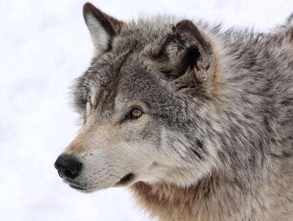 Face of wolf stock photo. Image of wildlife, canada, nature - 21789442