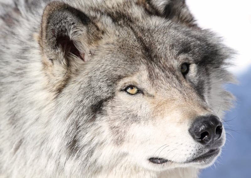 Face of wolf stock photo. Image of wildlife, canada, nature - 21789442