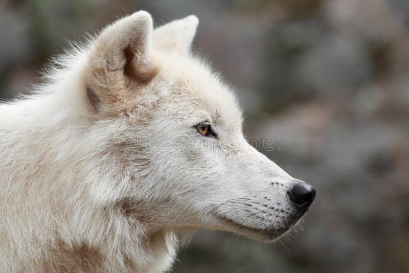 Face of wolf stock photo. Image of autumn, wolf, face - 63641312