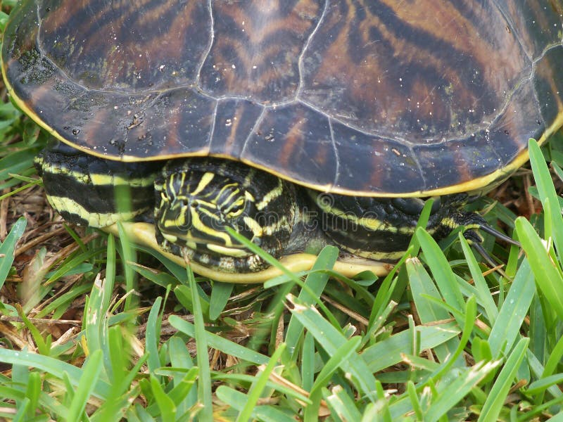 Face Of A Yellow-Bellied Slider Turtle Stock Photo - Image of forest ...