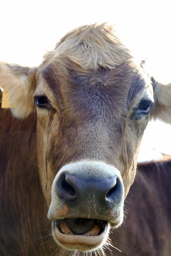 The Face of a Young Brown Cattle in Bavaria Stock Photo - Image of ...