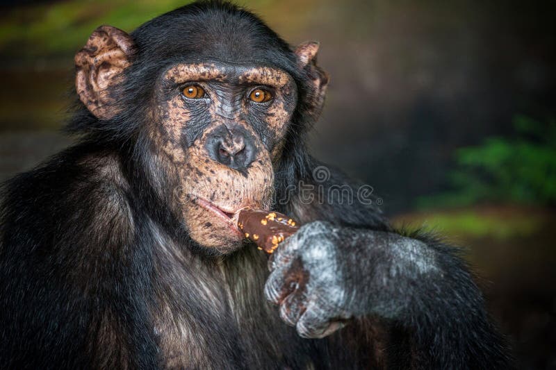 Face of chimpanzee. stock photo. Image of funny, wildlife - 273746976