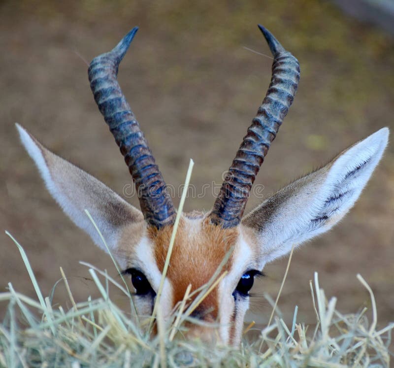 Face of a Young Deer Eating Grass with Nice Horns Stock Image - Image ...