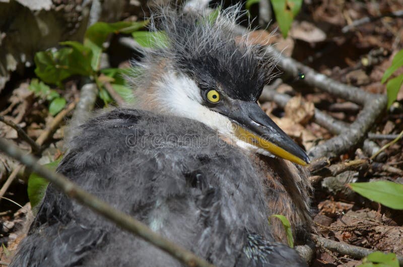 Face of a Young Great Blue Heron Stock Photo - Image of great, heron ...