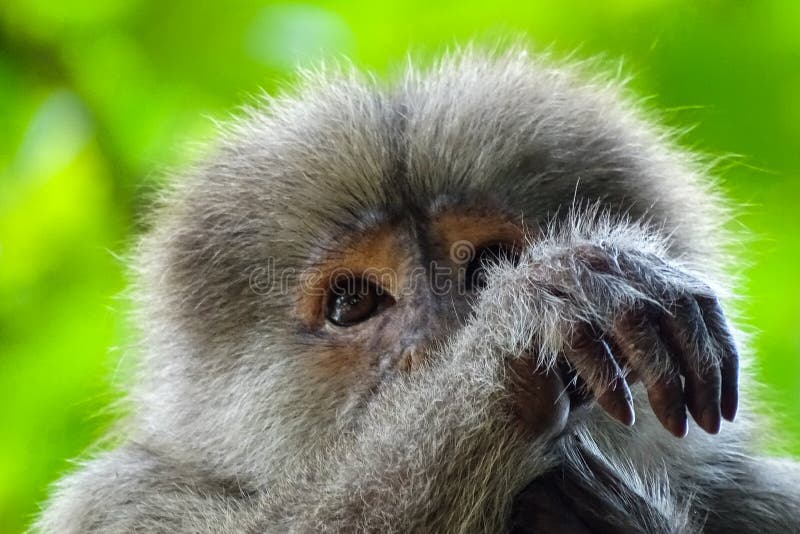 Black Monkey White Eyebrows Stock Photos - Free & Royalty-Free Stock ...