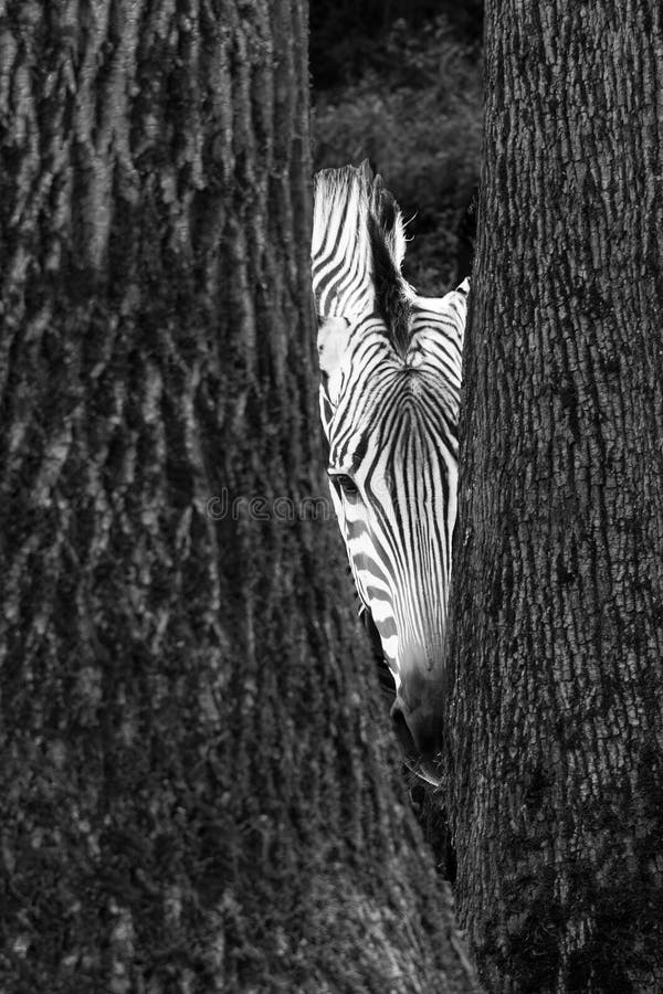 Face of a Zebra between Two Trees in Black and White Stock Photo ...