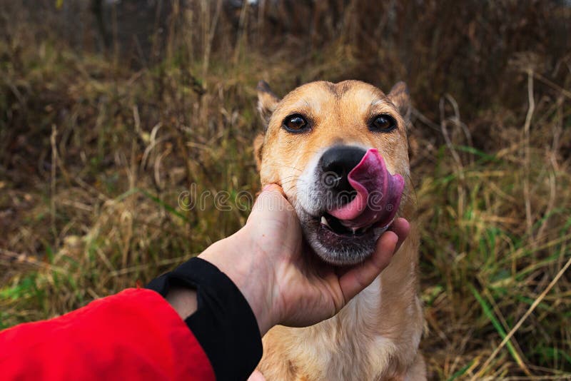 Faceless Man Stroking Peaceful Dog at Nature Stock Photo - Image of ...