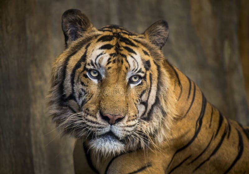 Faces of Asian tigers. stock photo. Image of animal - 114834966