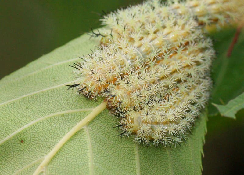 Faces of Poisonous Io Moth Caterpillars Stock Image - Image of eating ...