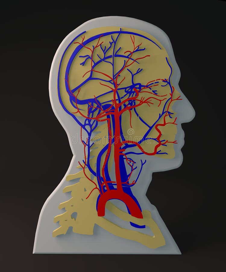 Facial Artery and Veins Circulatory System, Section Head Stock ...