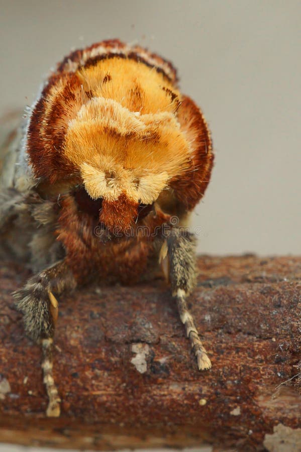 Facial Closeup on a Buff-tip Oth, Phalera Bucephala Sitting on a Twig ...