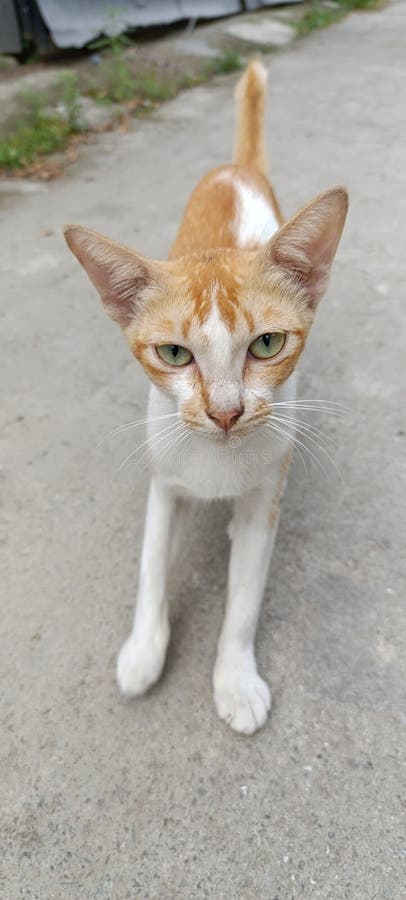 The Facial Expression of an Angry Orange Cat Stock Photo - Image of ...