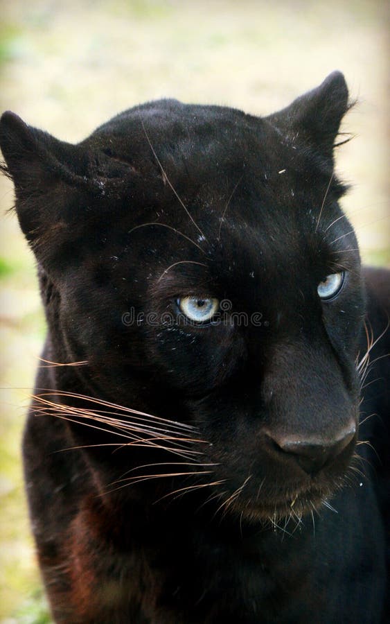 Facial Features of Javan LeopardBlack Panther, a Variant of the Leopard ...