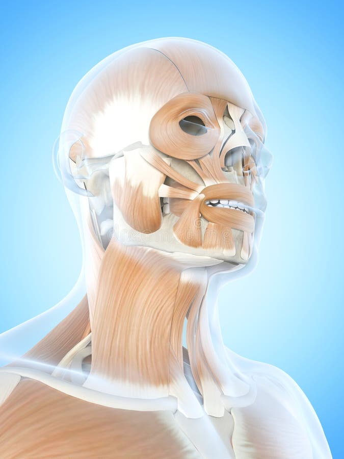 The facial muscles stock illustration. Illustration of human - 39791313