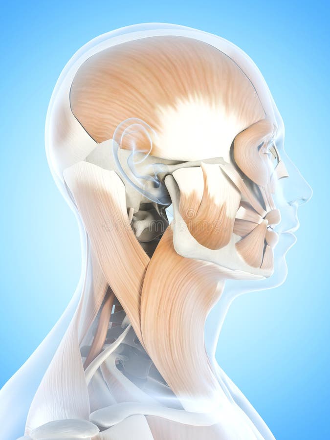 Skinless Face stock illustration. Illustration of fright - 612187