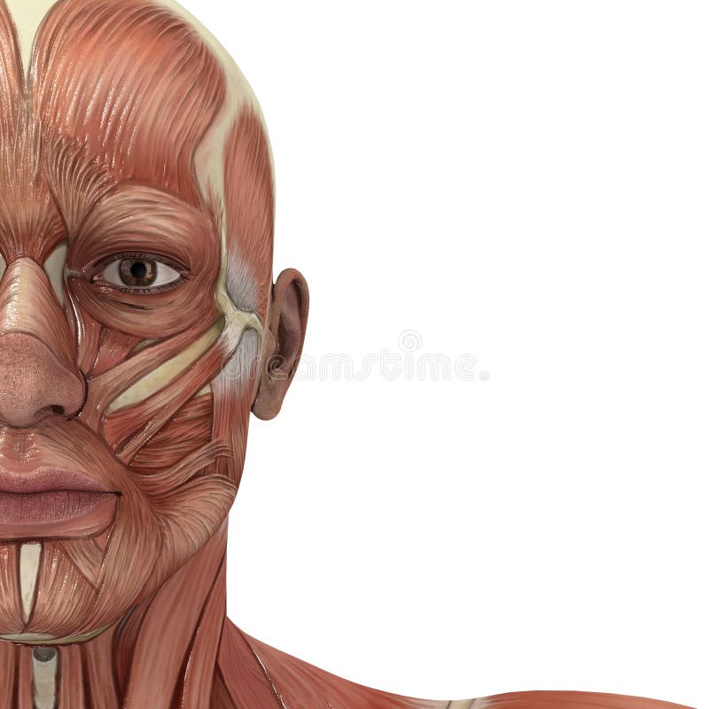 Female facial muscles stock illustration. Illustration of muscles ...