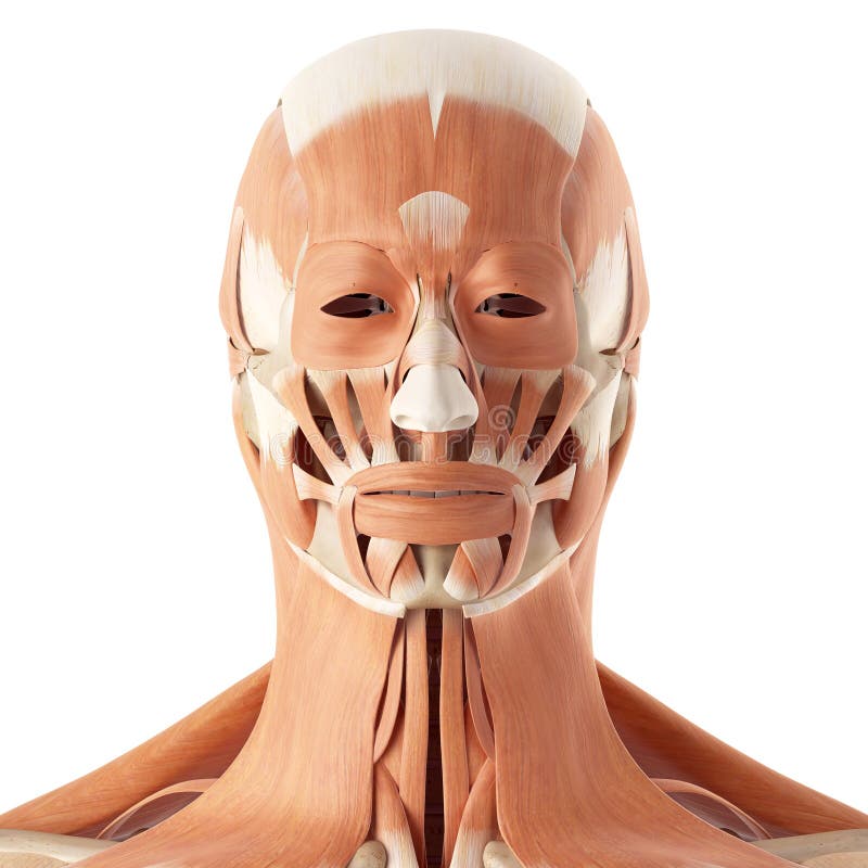 Anatomy Front View of Major Face Muscles of a Woman Including Pr Stock ...