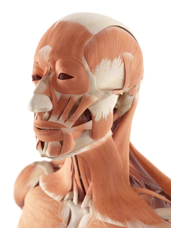 The facial muscles stock illustration. Illustration of medical - 56287090