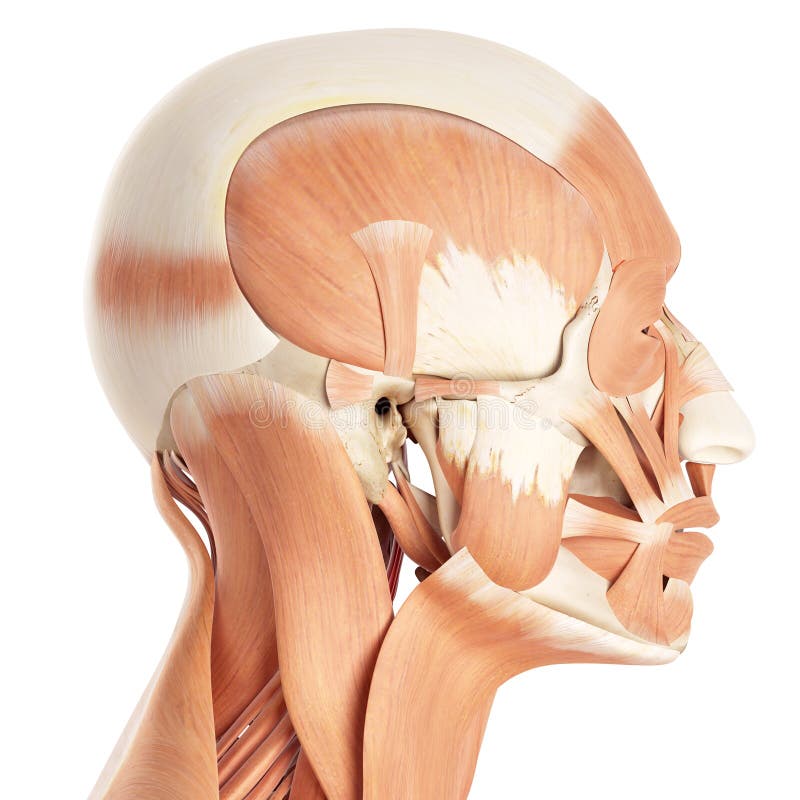 The facial muscles stock illustration. Illustration of muscles - 58450403