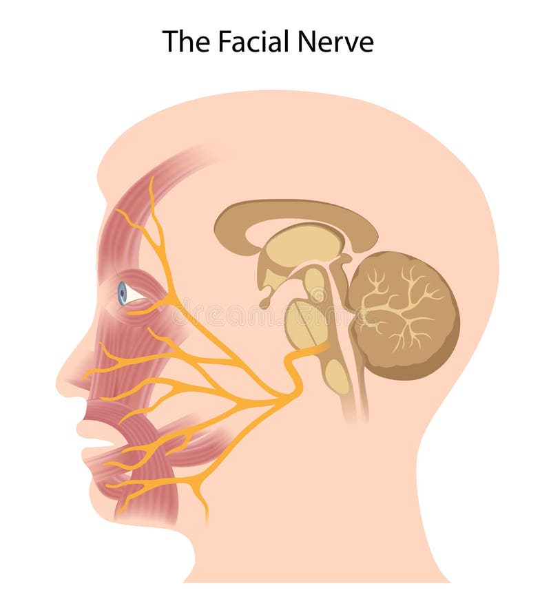 The facial nerve stock vector. Illustration of facial - 28927875