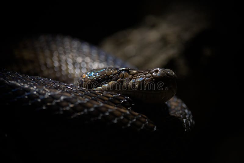 Amethyst Python Stock Photos - Free & Royalty-Free Stock Photos from ...