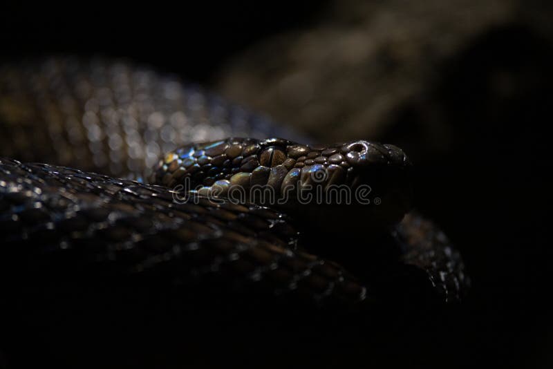 Facial Portrait and Colorful Scales of an Amethyst Python Stock Image ...