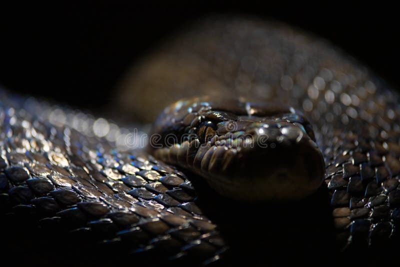 Facial Portrait and Colorful Scales of an Amethyst Python Stock Image ...