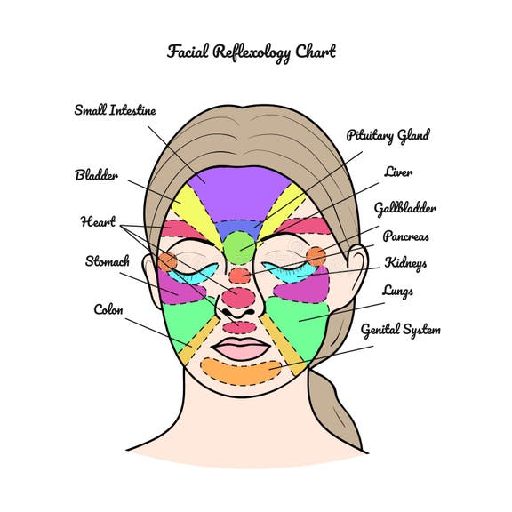 Facial Reflexology Chart. Vector Stock Vector - Illustration of ...