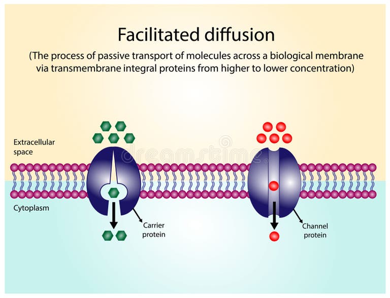 Facilitated Diffusion through a Specific or Non Specific Transporter ...