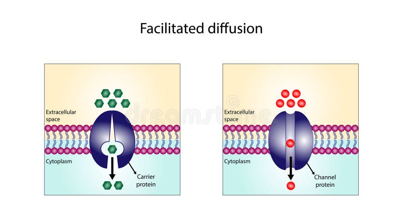 Facilitated Diffusion through a Specific or Non Specific Transporter ...