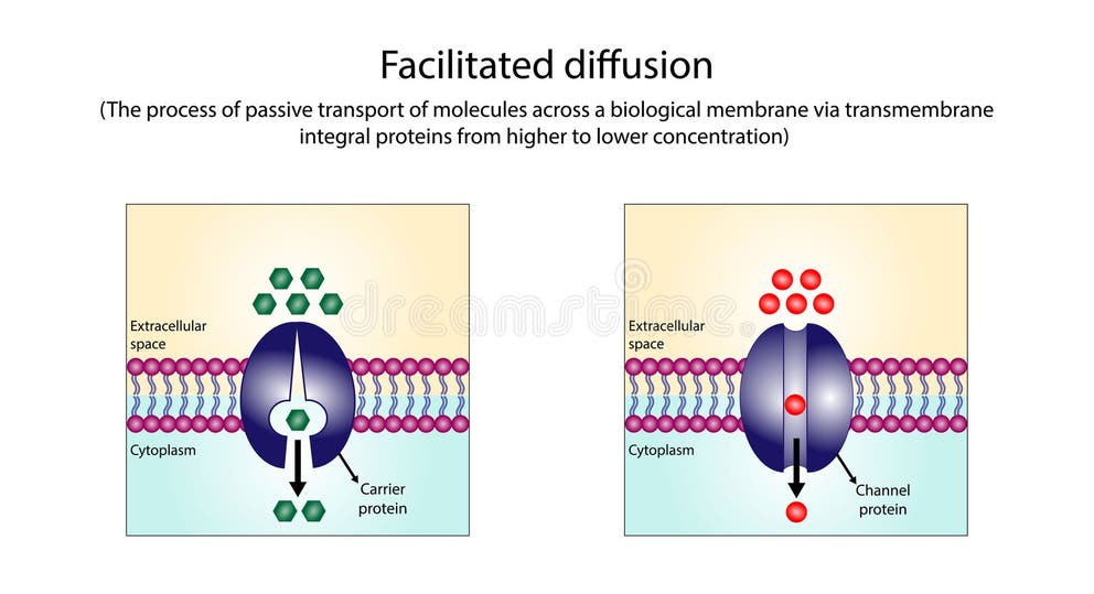 Facilitated Diffusion Stock Illustrations – 53 Facilitated Diffusion ...