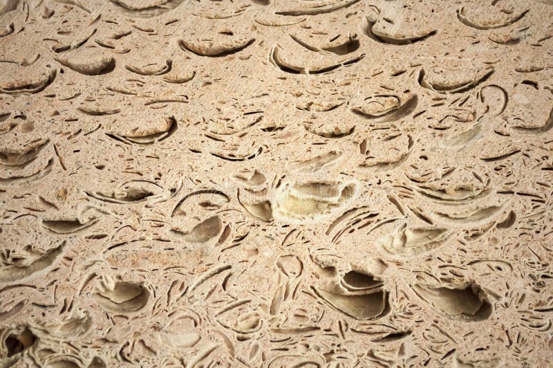 Facing Brown Shell Material Construction Stock Image - Image of facing ...