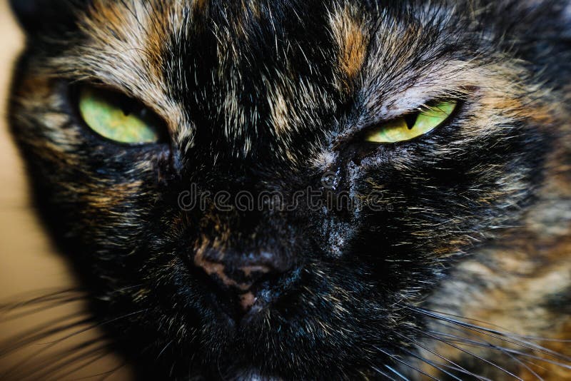 Facing Eyes of Angry Grumpy Cat Unhappy Looking Directly at the Camera ...