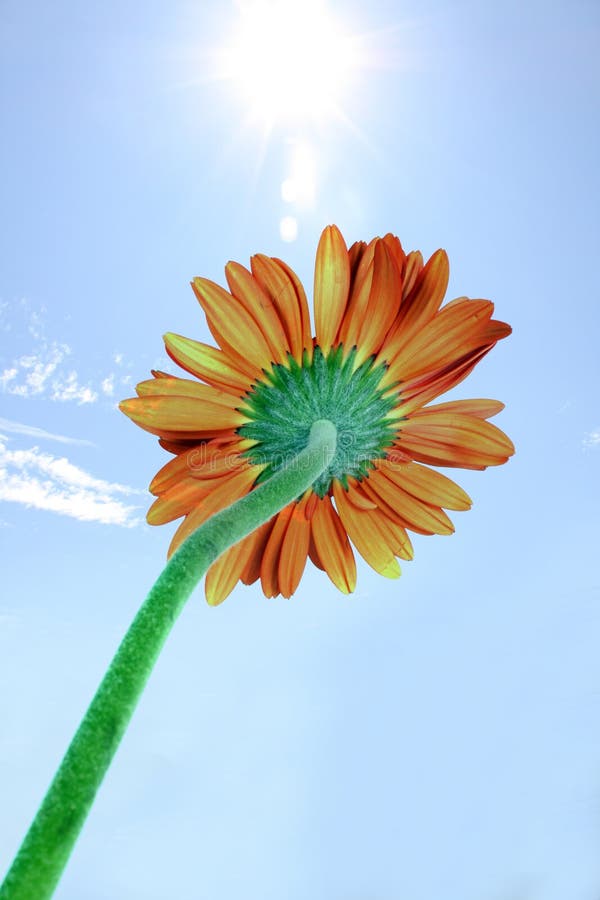 Facing the Sun stock image. Image of flower, bright, environment - 18733565