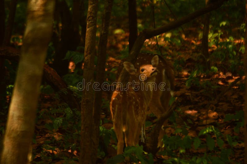 Spotted Deer Cub during the Afternoon Stock Image - Image of juvenile ...